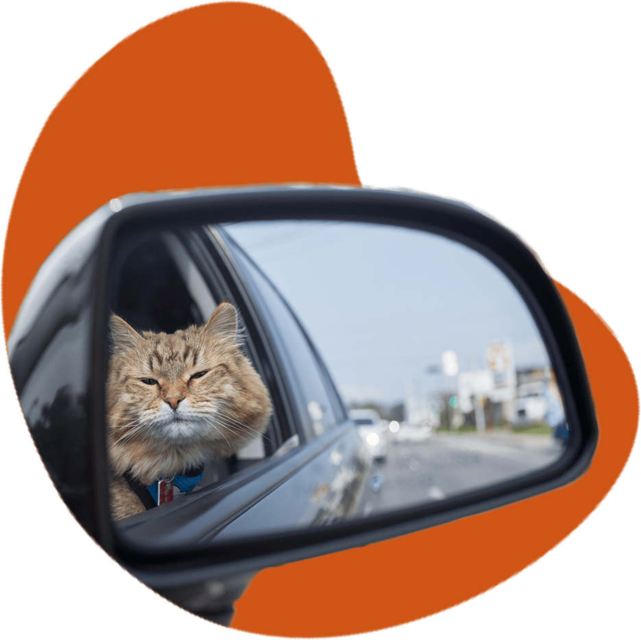 Boek een rit met mijn kattentaxi | M's Pride Catservices